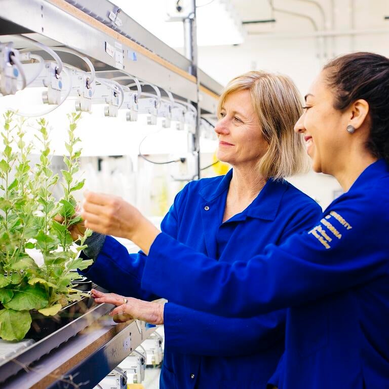 Rise Programs Research In Science Engineering Rise